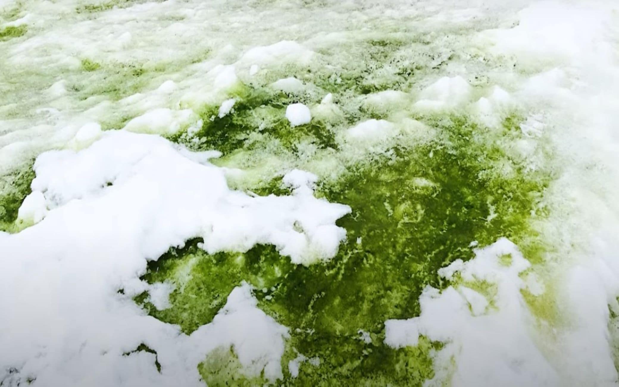 Neve verde in Antartide, sono alghe in grado di ripulire l’atmosfera ...