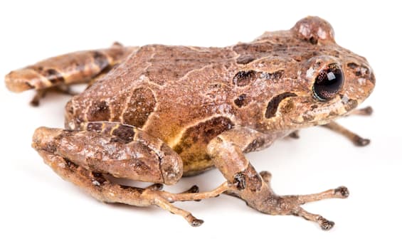 Ecuador, scoperte 6 nuove specie di rane pluviali | Sky TG24