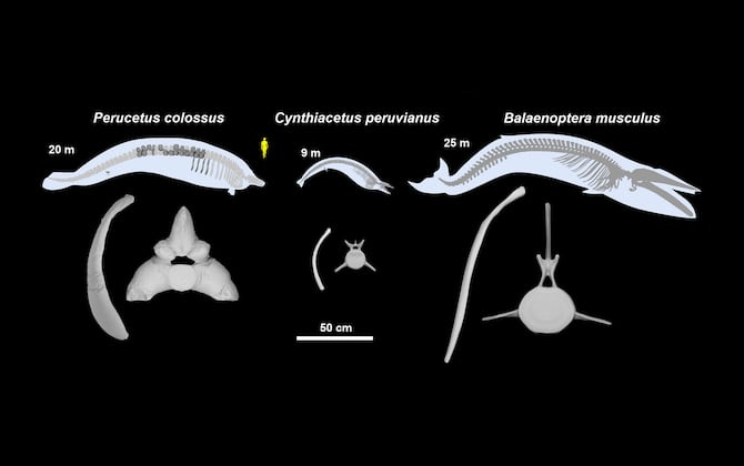 Perucetus colossus, animale più pesante mai esistito scoperto in Perù ...