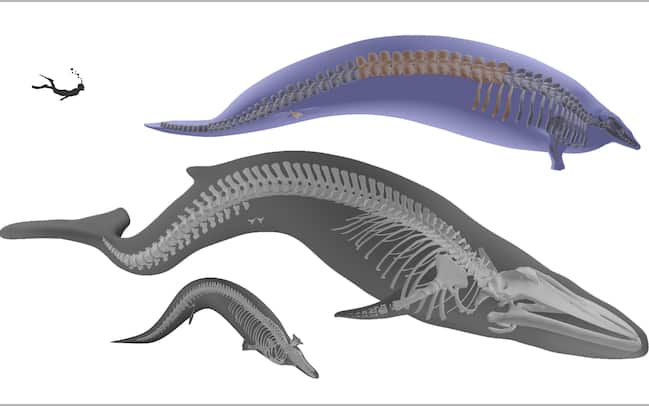 Perucetus colossus, animale più pesante mai esistito scoperto in Perù ...