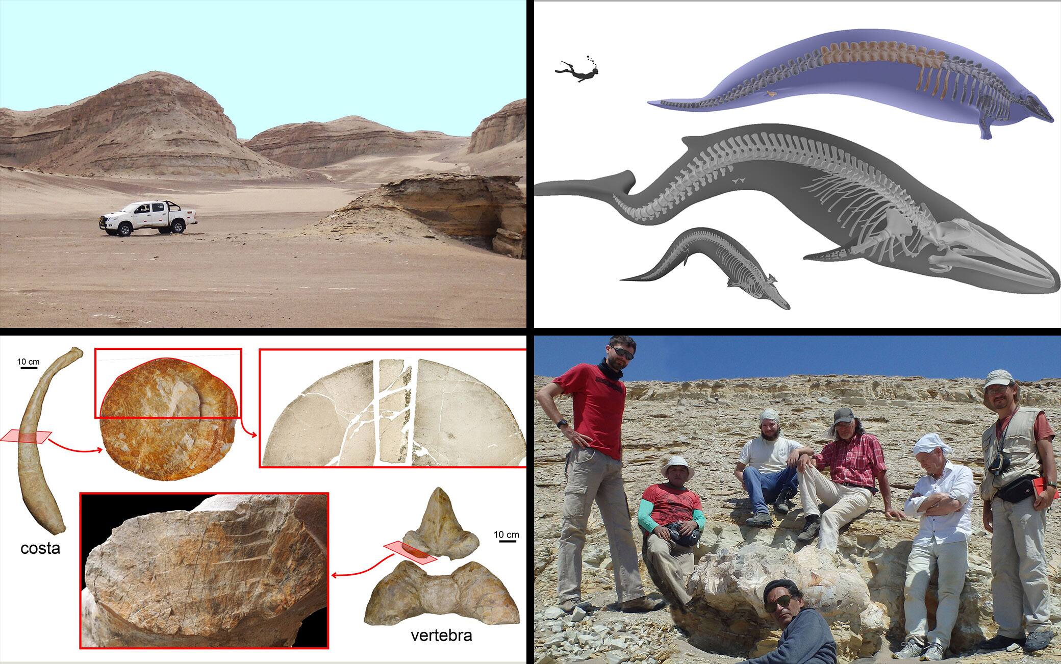 Perucetus colossus, animale più pesante mai esistito scoperto in Perù ...