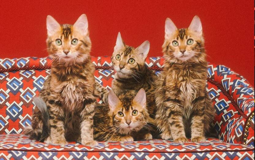 Annalisa, le 5 canzoni più belle