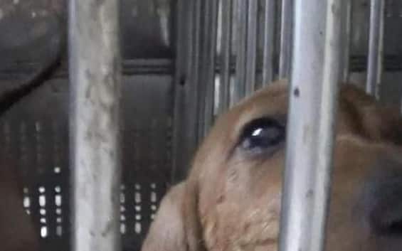 Padova, spariti 500mila euro di fondi per il canile di Rubano: indagato ...