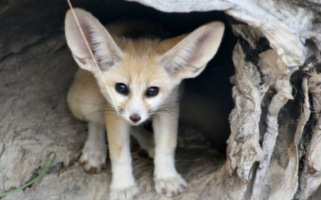 Sydney, ecco la volpe Fennec: piccola ma con le orecchie enormi. FOTO ...