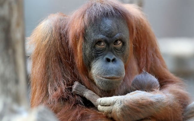 Un cucciolo di orangotango allo zoo di Lipsia. FOTO | Sky TG24