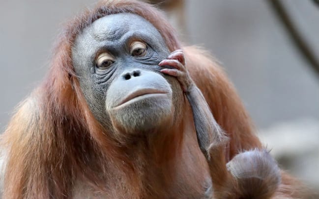 Un cucciolo di orangotango allo zoo di Lipsia. FOTO | Sky TG24