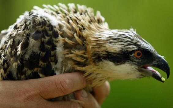 Allarme del Wwf: 'Sempre più piccoli di rapaci rubati dai nidi' | Sky TG24