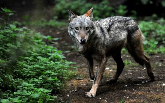 Wwf, il lupo italiano è unico e va tutelato