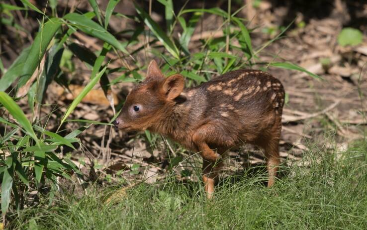 Al Queens Zoo di New York il cervo più piccolo al mondo. FOTO | Sky TG24