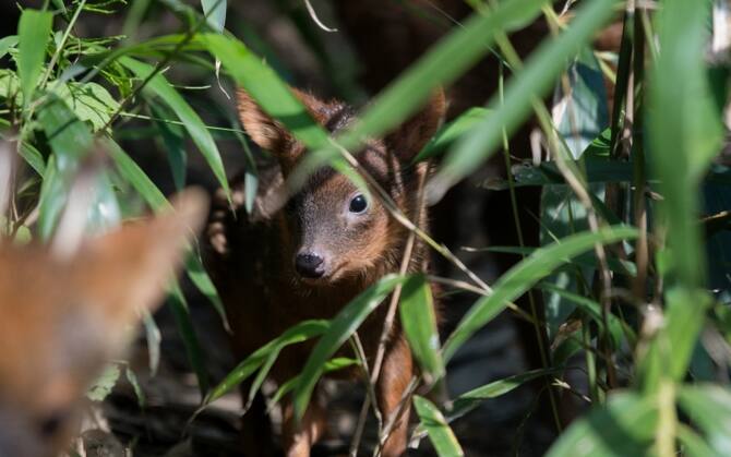 Al Queens Zoo di New York il cervo più piccolo al mondo. FOTO | Sky TG24