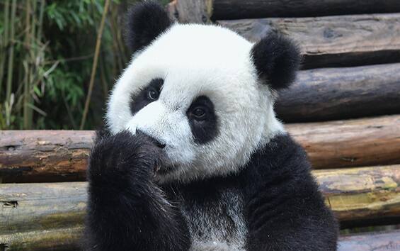 Cina, ecco Pupu: il panda ginnasta che si allena nello zoo di Shenyang ...