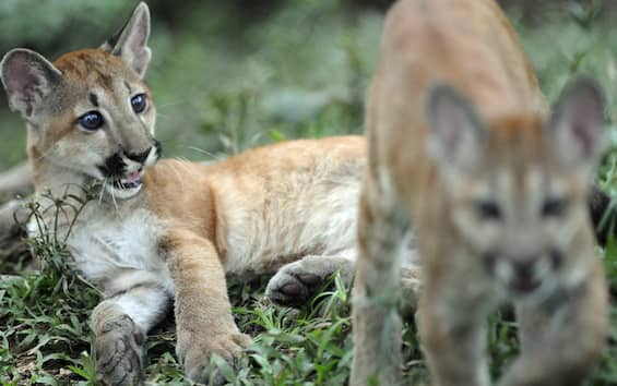 Il coguaro orientale è estinto: 80 anni fa l'ultimo avvistamento | Sky TG24