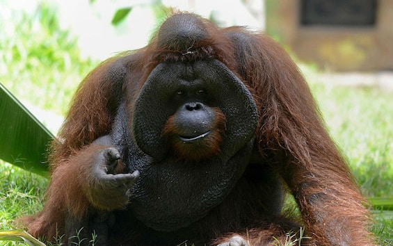 Giornata internazionale dell'orango, una specie a rischio estinzione ...