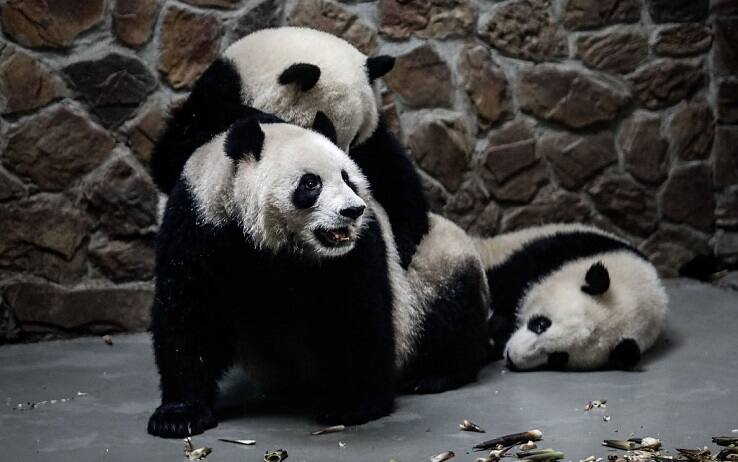 A Chengdu in Cina, il centro di ricerca sui panda giganti. FOTO | Sky TG24