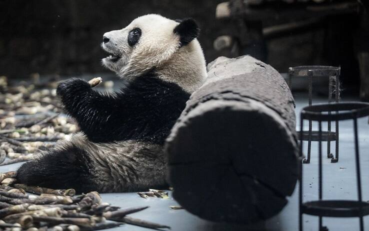 A Chengdu in Cina, il centro di ricerca sui panda giganti. FOTO | Sky TG24