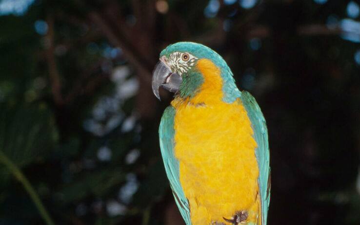 Biodiversità, i 15 animali a rischio estinzione nel Mondo secondo il ...