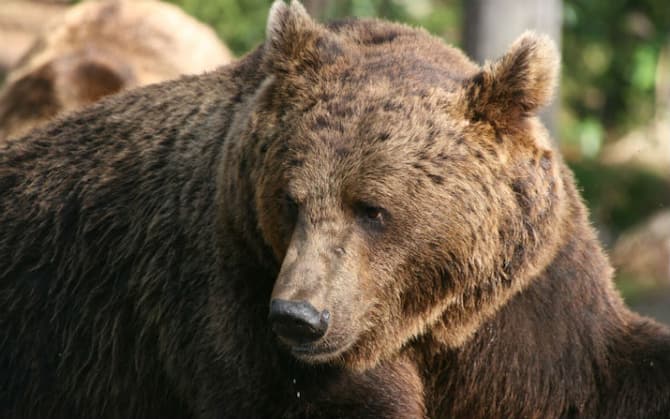Biodiversità, i 15 animali a rischio estinzione nel Mondo secondo il ...