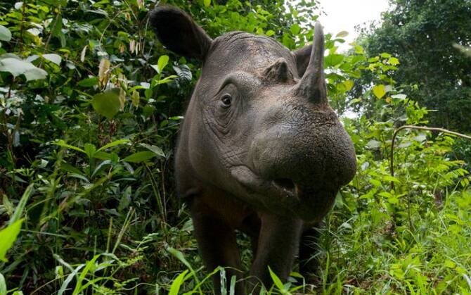 Biodiversità, i 15 animali a rischio estinzione nel Mondo secondo il ...