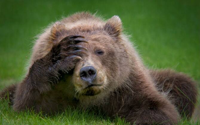 Gli animali più buffi del mondo