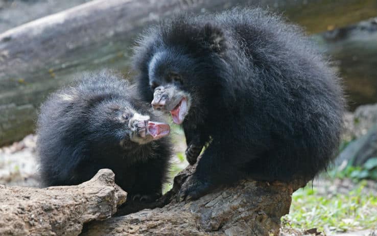Scimpanzé, orso labiato e zibetto africano: i nuovi nati del 2018 nello ...