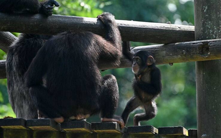 Scimpanzé, orso labiato e zibetto africano: i nuovi nati del 2018 nello ...