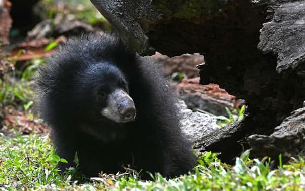 Scimpanzé, orso labiato e zibetto africano: i nuovi nati del 2018 nello ...