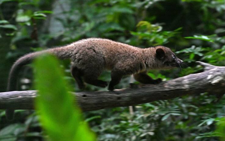Scimpanzé, orso labiato e zibetto africano: i nuovi nati del 2018 nello ...