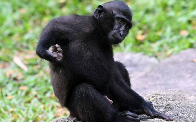 Scimpanzé, orso labiato e zibetto africano: i nuovi nati del 2018 nello ...