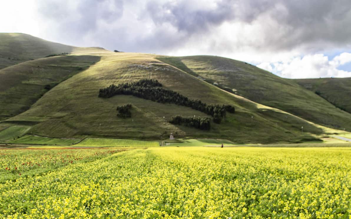 Castelluccio di Norcia, lo spettacolo della fioritura dei campi di ...