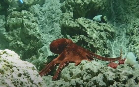 Il video del polipo gigante all'Acquario di Genova | Sky TG24