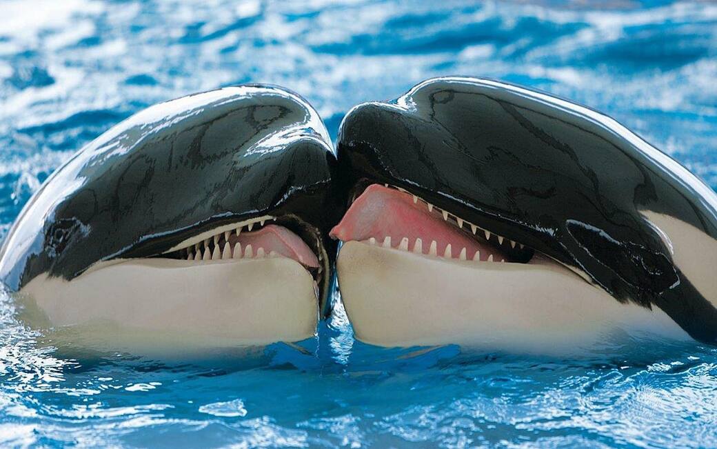 Le orche assassine si baciano dopo le liti: ecco cosa rivela uno studio ...