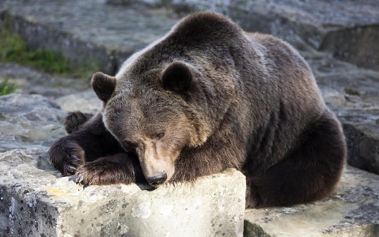 Berna, il relax dell'orso bruno Bjoerk conquista il web