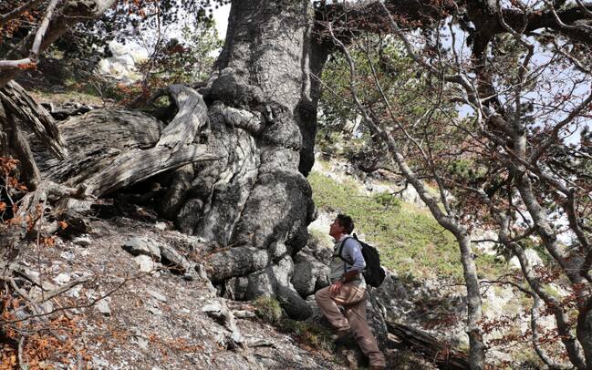 Italus ha 1.230 anni, si trova in Calabria ed è l’albero più vecchio d ...