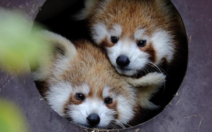 Due cuccioli di panda rosso allo zoo di Zagabria. FOTO | Skytg24
