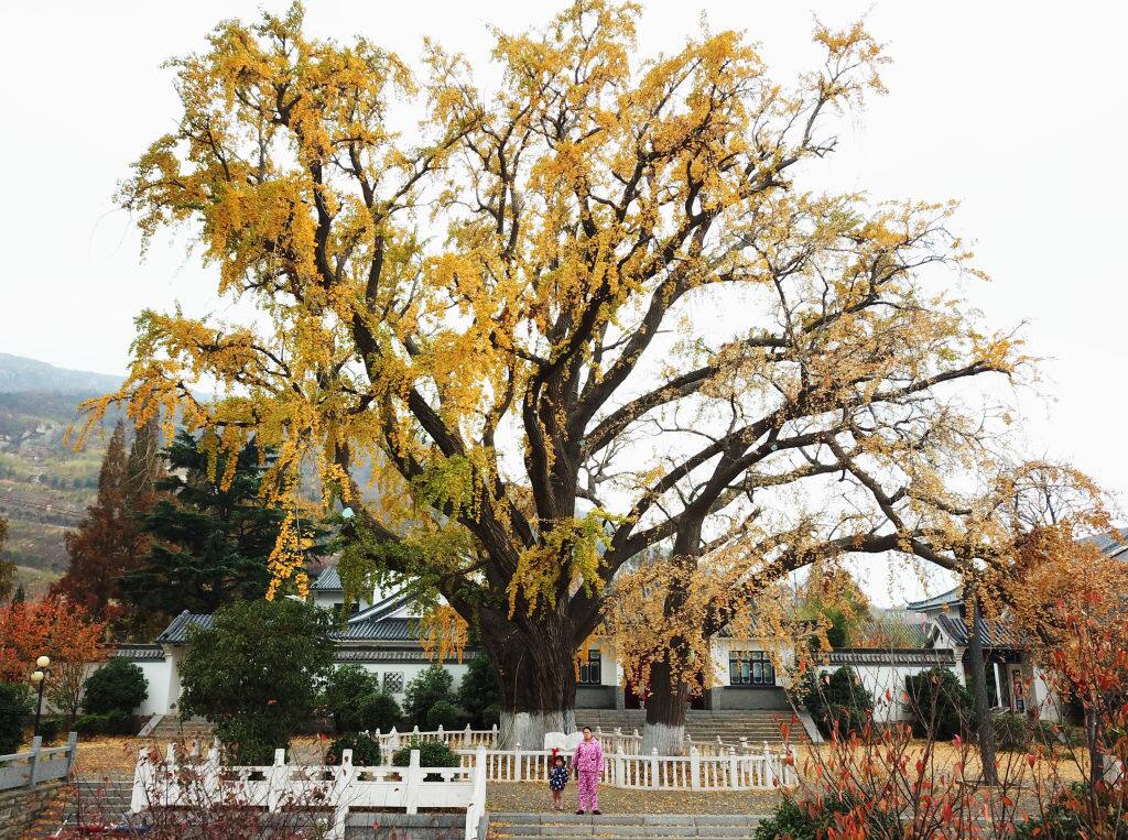 Gli alberi più vecchi del mondo. FOTO | Sky TG24