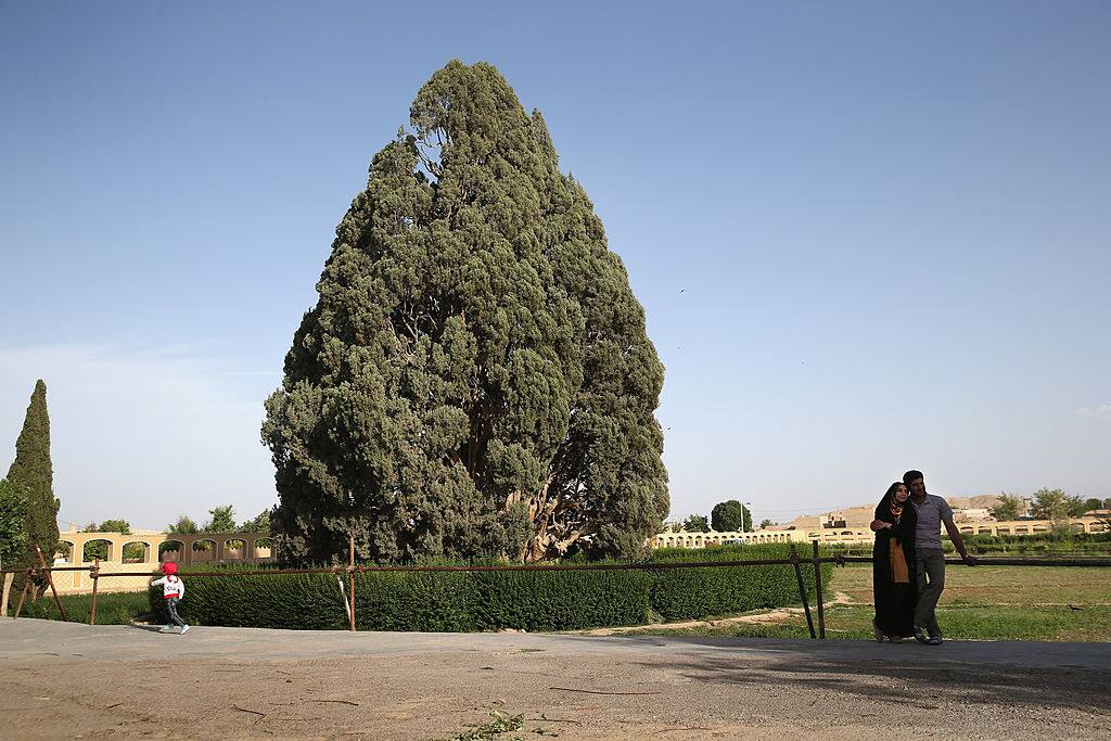 Gli alberi più vecchi del mondo. FOTO | Sky TG24