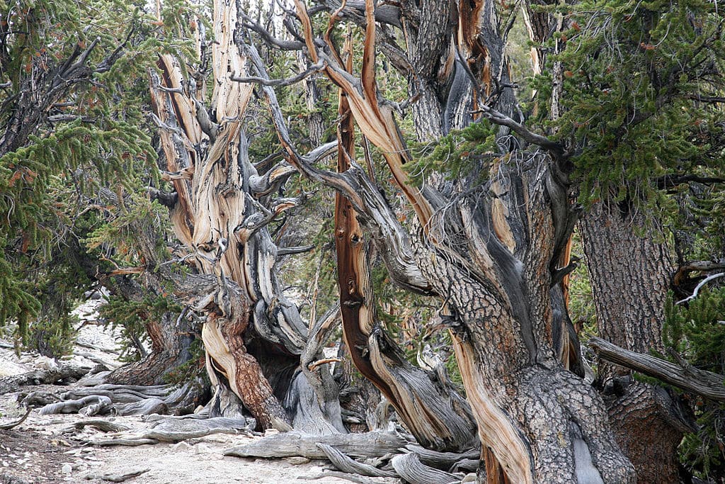 Gli alberi più vecchi del mondo. FOTO | Sky TG24