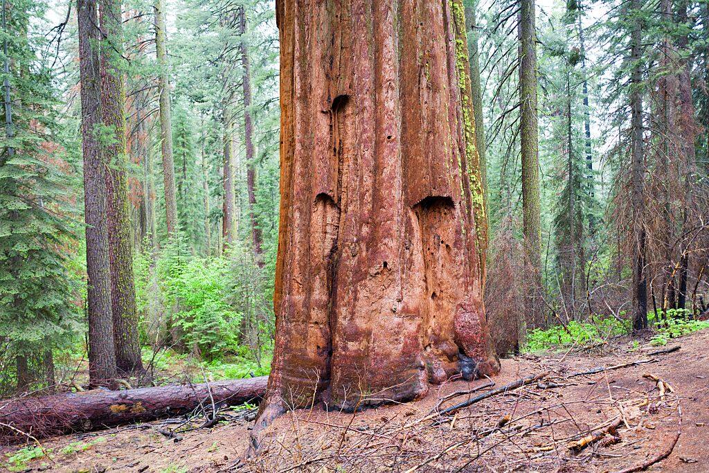 Gli alberi più vecchi del mondo. FOTO | Sky TG24