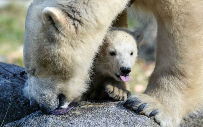 Giornata mondiale dell'orso polare, una specie a rischio estinzione