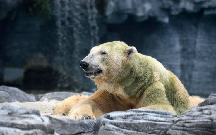 Giornata mondiale dell'orso polare, una specie a rischio estinzione