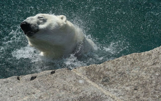 Giornata mondiale dell'orso polare, una specie a rischio estinzione