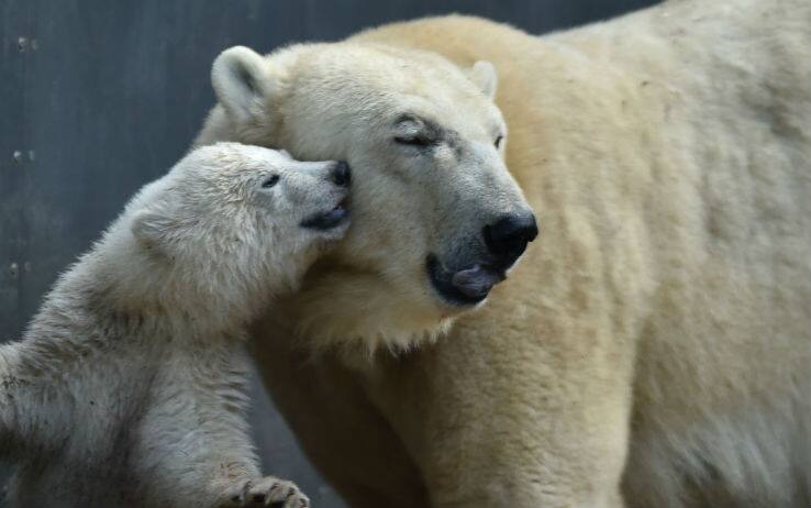 Giornata mondiale dell'orso polare, una specie a rischio estinzione