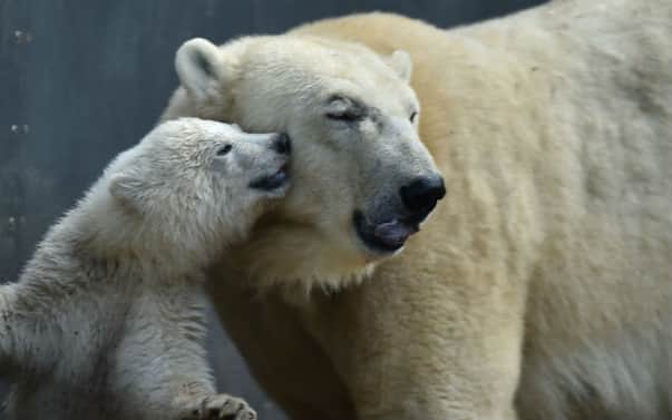 Giornata mondiale dell'orso polare, una specie a rischio estinzione