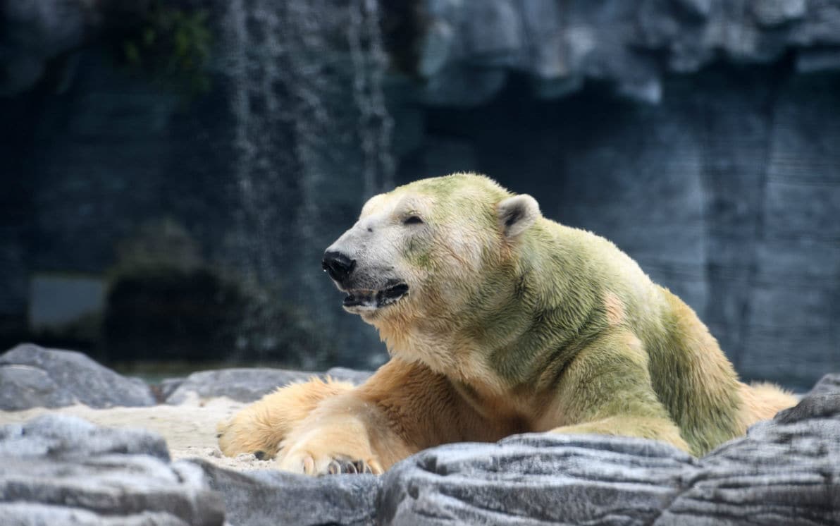 Giornata mondiale dell'orso polare, una specie a rischio estinzione