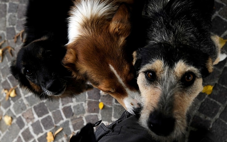 Cani, la personalità di ogni razza è scritta nel Dna | Sky TG24