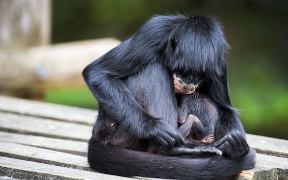 Olanda, nato un raro esemplare di scimmia ragno. FOTO | Sky TG24