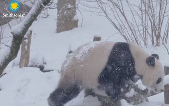 Le acrobazie nella neve di un panda dello zoo di Washington durante la ...