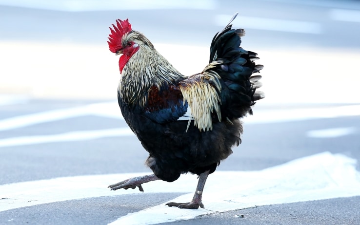 Galli 'portati in tribunale' in Francia e Svizzera: sono accusati di ...