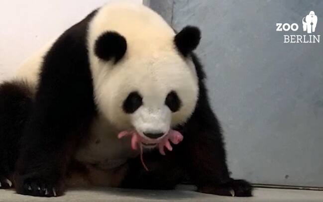 Due cuccioli di panda sono nati allo zoo di Berlino. LE FOTO | Sky TG24