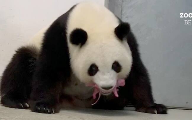 Due cuccioli di panda sono nati allo zoo di Berlino. LE FOTO | Sky TG24